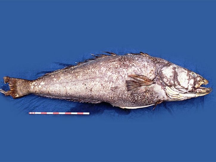 Fotostrecke: Greenpeace-Ratgeber | Diese Fische bitte nicht essen | news.de