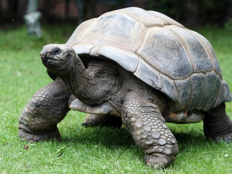 Fotostrecke: Top 10 der Tier-Superlative | Diese Viecher stellen uns in ...