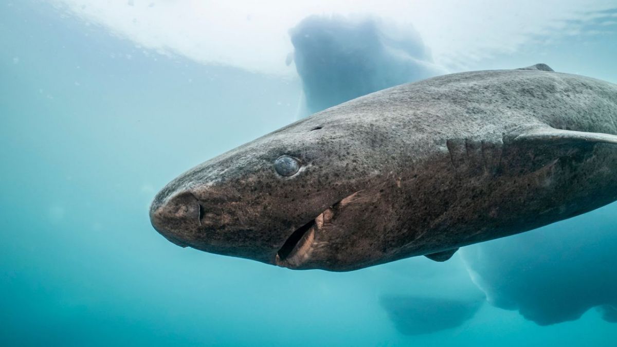 "Terra X: Faszination Wasser" vom Sonntag bei ZDF: Wiederholung der ...
