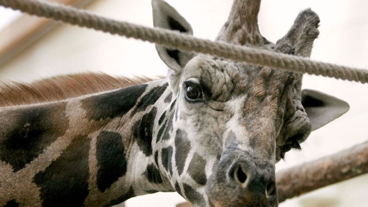 "Elefant, Tiger & Co." verpasst?: Wann und wo man die Wiederholung ...