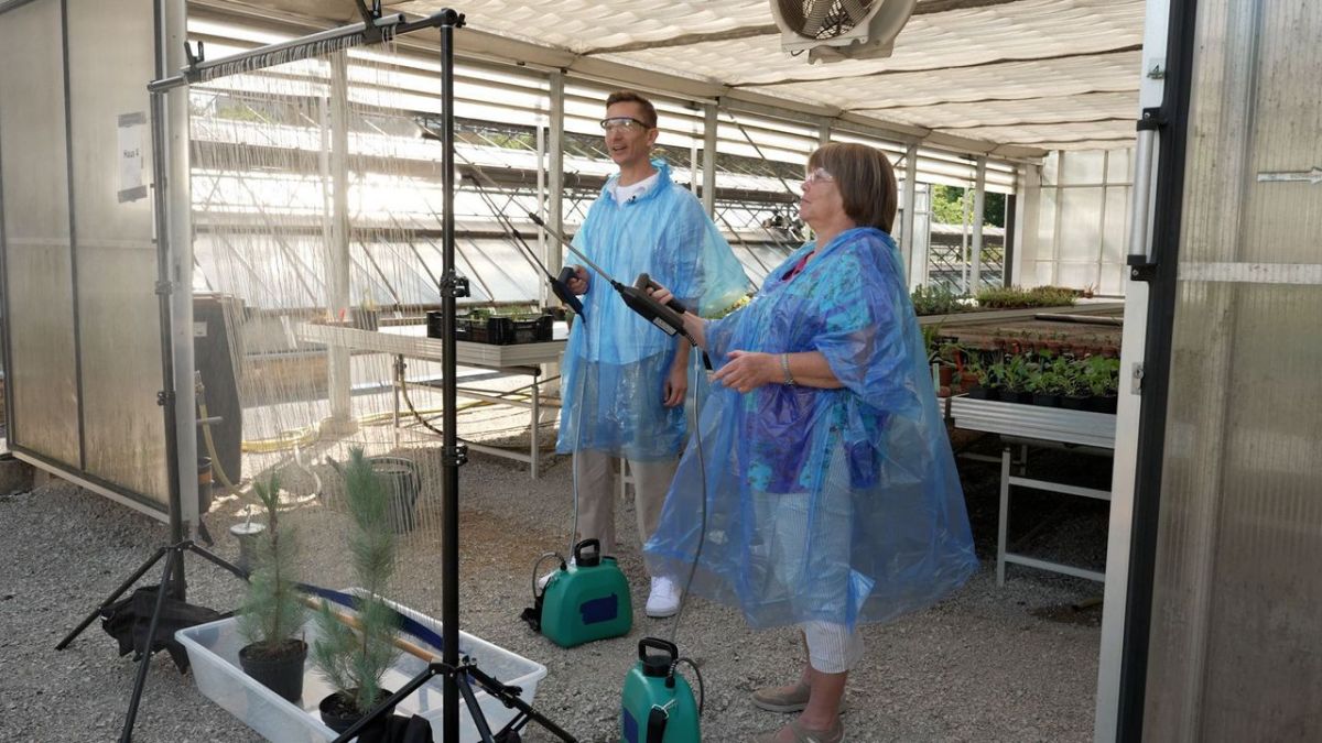 "PUR+" verpasst?: "Die Superkräfte der Bäume" als TV-Wiederholung und ...