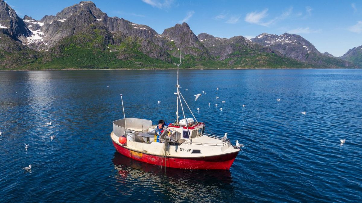"Nordseereport Spezial - Abenteuer Lofoten" verpasst?: Wiederholung vom ...