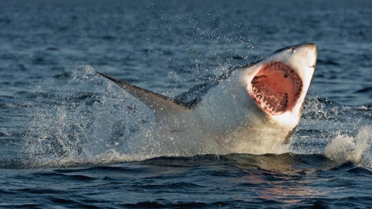 Blutrünstige Hai-Attacke in Port Macquarie: Surferin attackiert! Mann ...